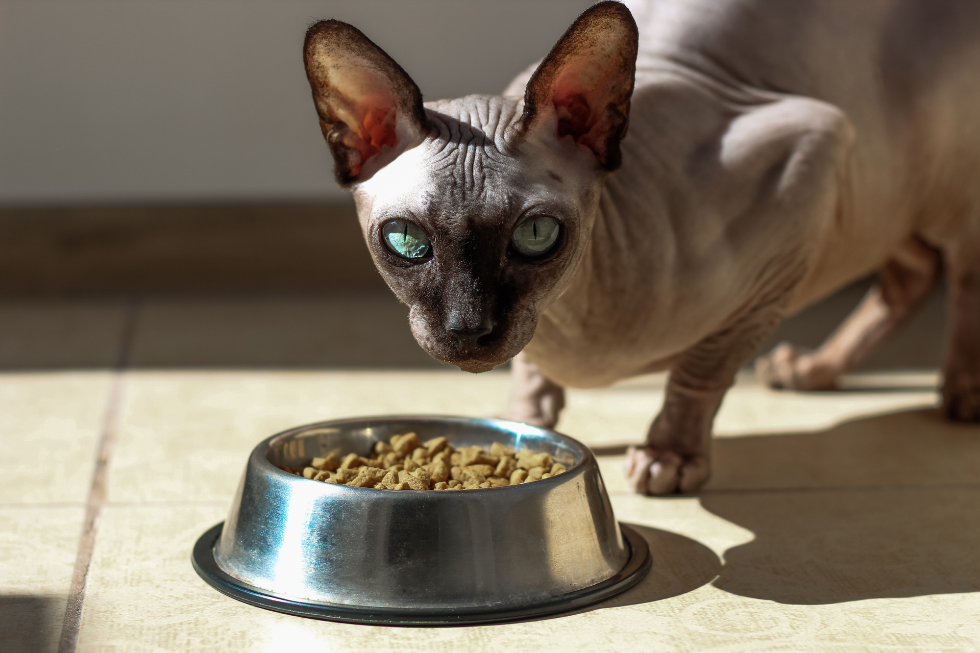 Was essen Katzen? Ein umfassender Überblick über die Ernährung Ihrer ...