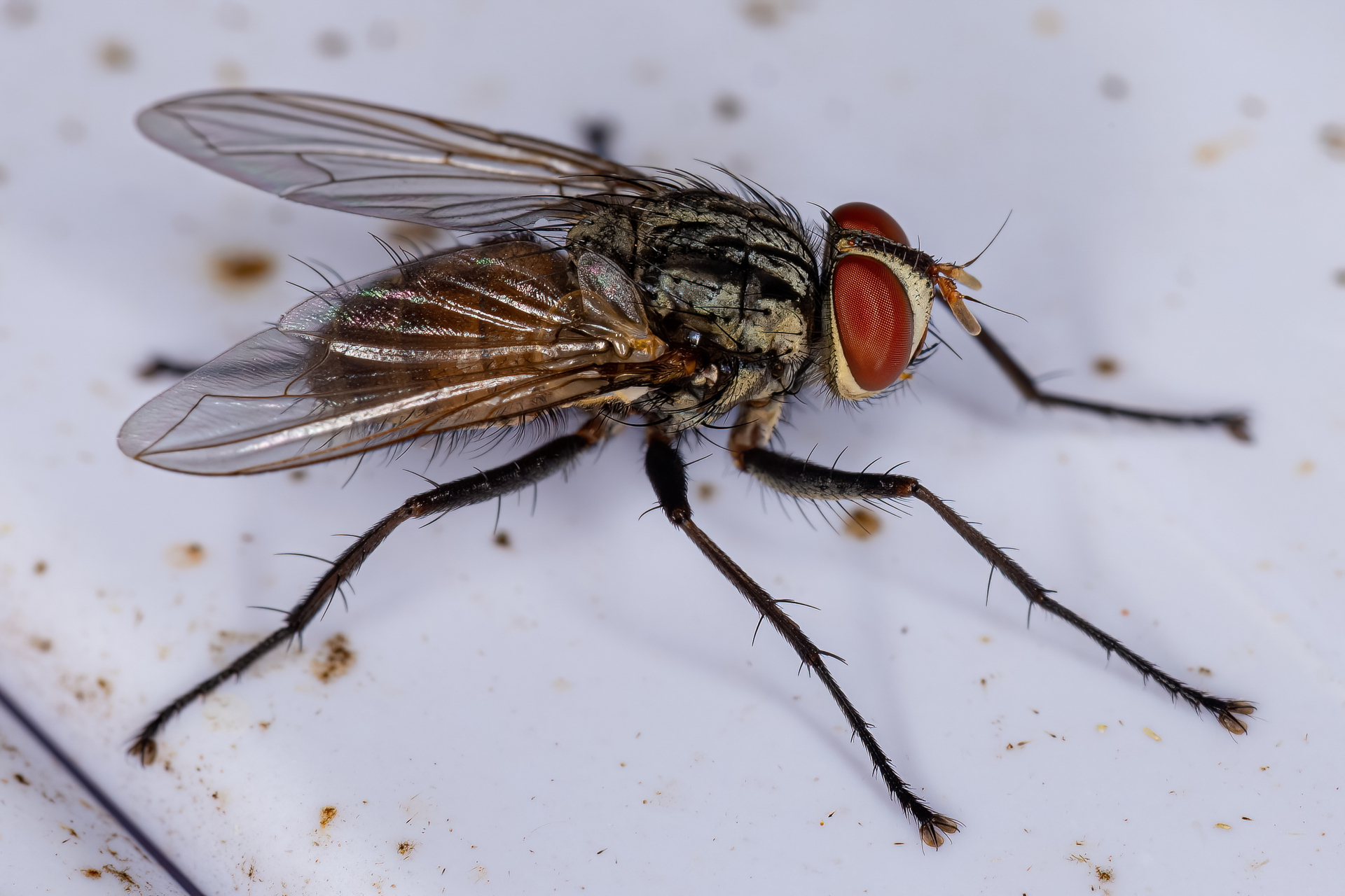 Fliegenplage im Haus: Wie man Fliegen in der Wohnung effektiv loswird ...