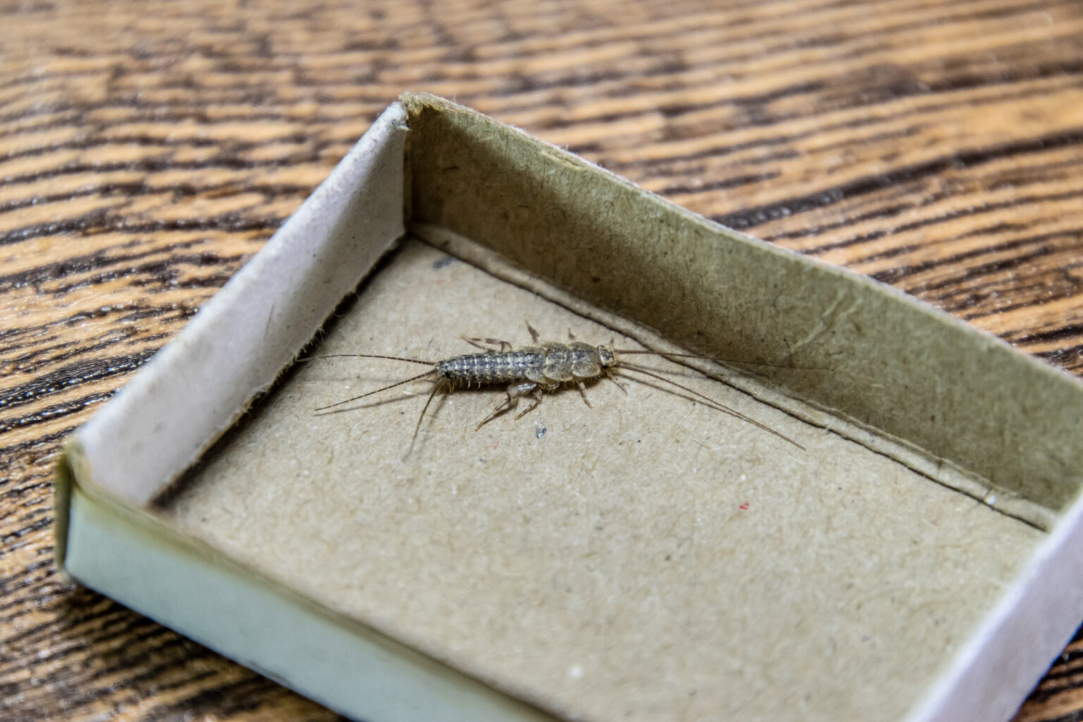 Silberfische Nest Finden